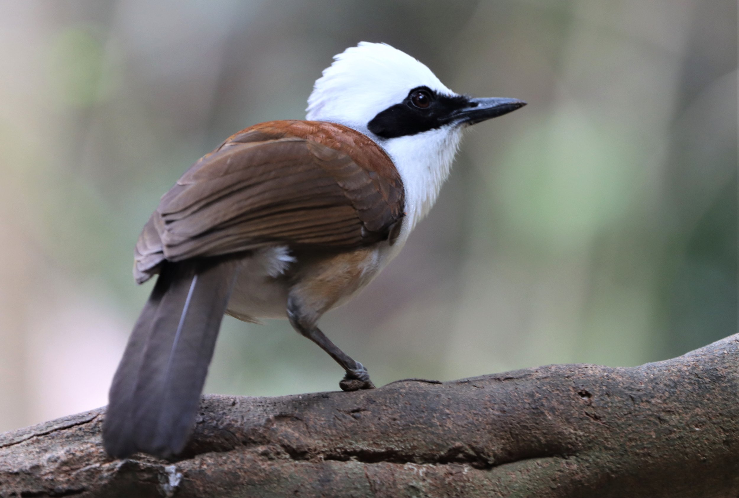 White-crested Laughingthrush (Garrulax leucolophus) Thailand — Coke ...