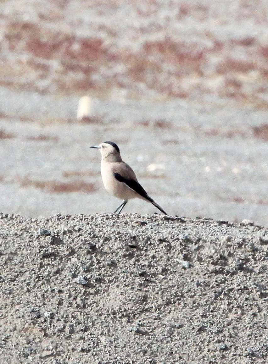 Genus Podoces Ground Jays — Coke Smith Wildlife