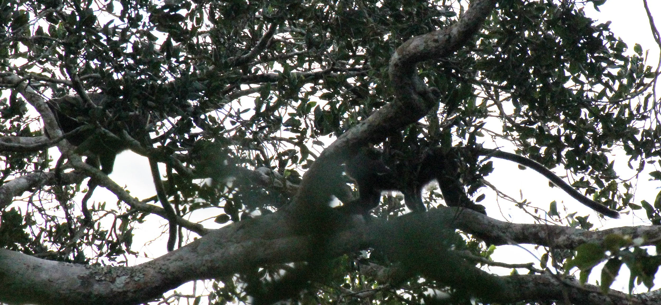 Cercopithecus nictitans Putty-nosed Monkey — Coke Smith Wildlife