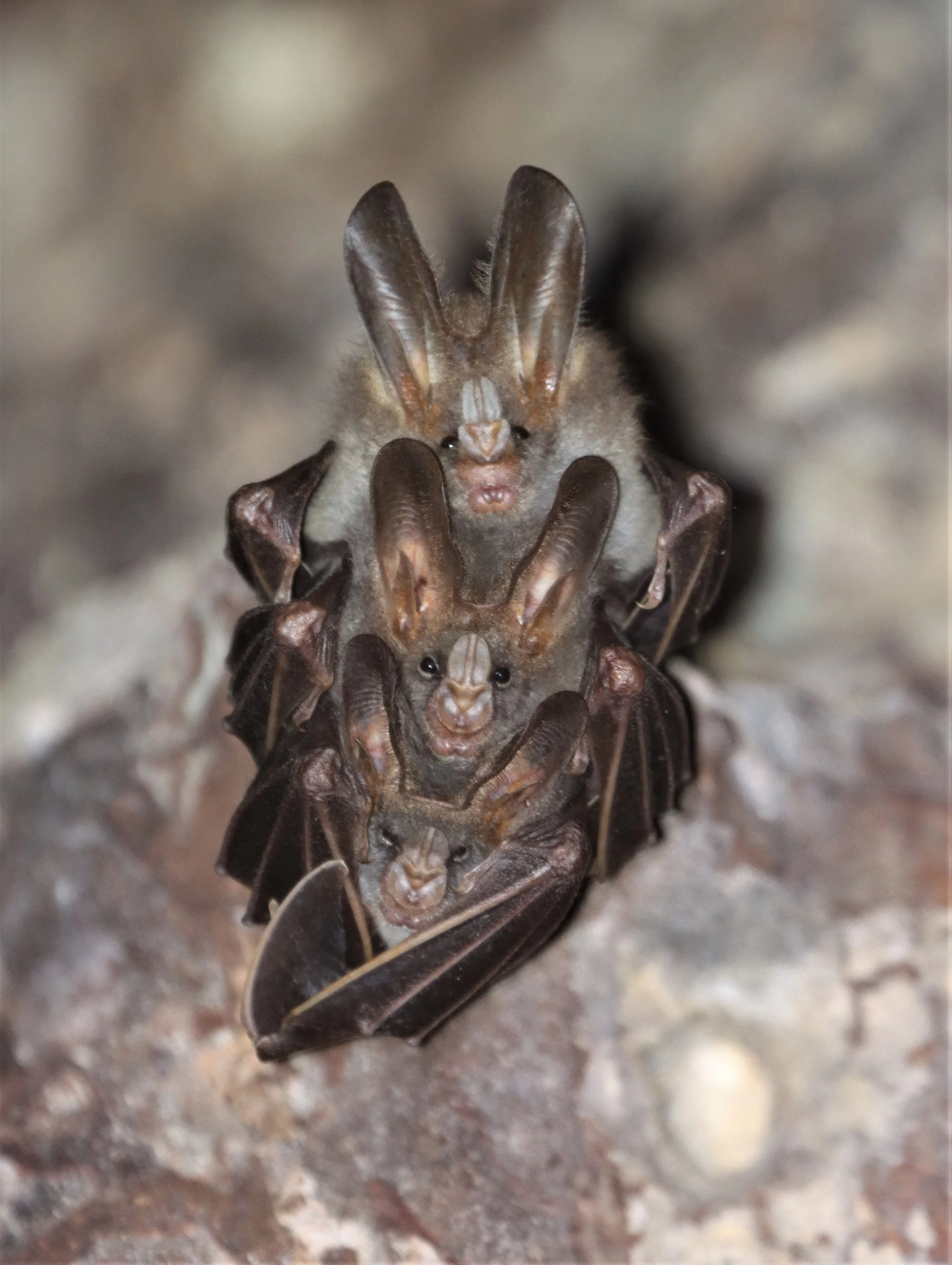 Genus Megaderma - False Vampire Bat — Coke Smith Wildlife