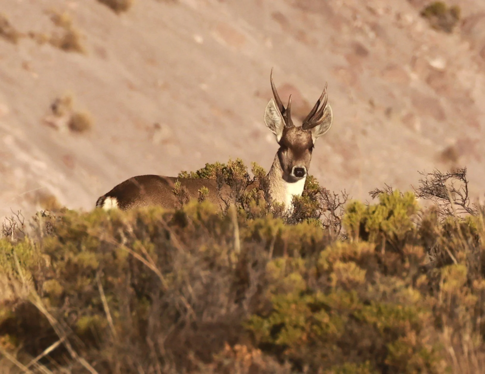 Taruca (Hippocamelus antisensis) — Coke Smith Wildlife