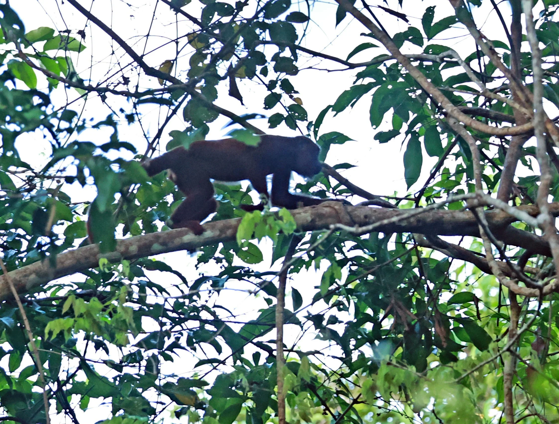 Colombian Red Howler or Venezuelan Red Howler (Alouatta seniculus ...
