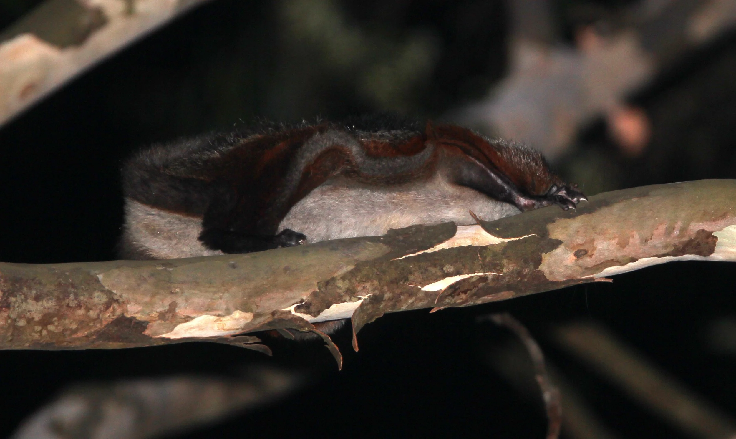 Petaurista philippensis - Indian Giant Flying Squirrel — Coke Smith ...