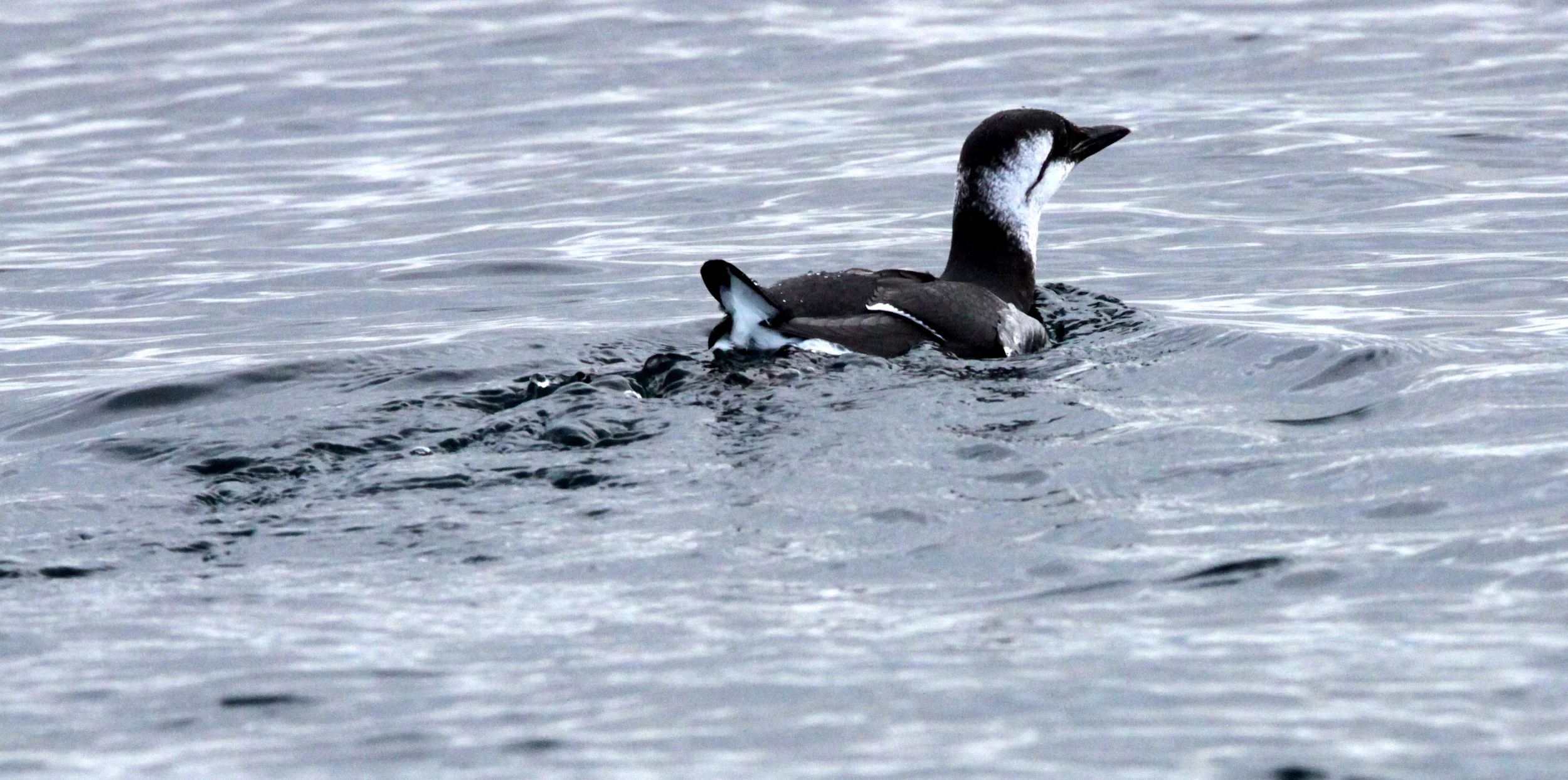 Common Murre (Uria aalge) — Coke Smith Wildlife