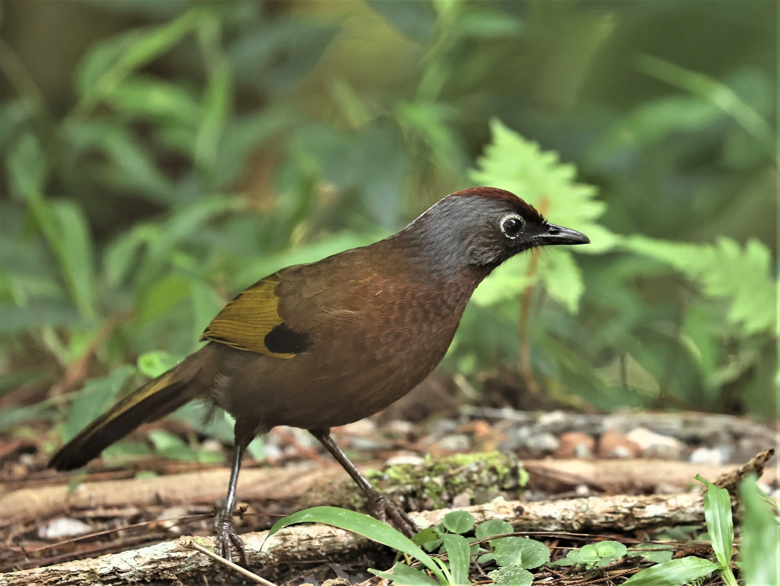 Malayan Laughingthrush (Trochalopteron peninsulae) Malaysia — Coke ...