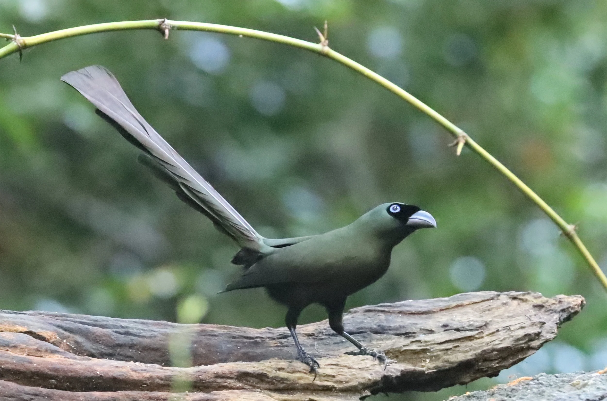 Racket-tailed Treepie (Crypsirina temia) Thailand — Coke Smith Wildlife