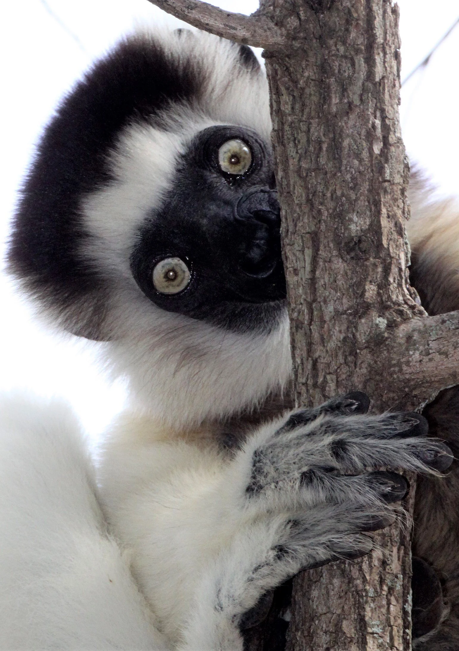 Order Primates — Coke Smith Wildlife