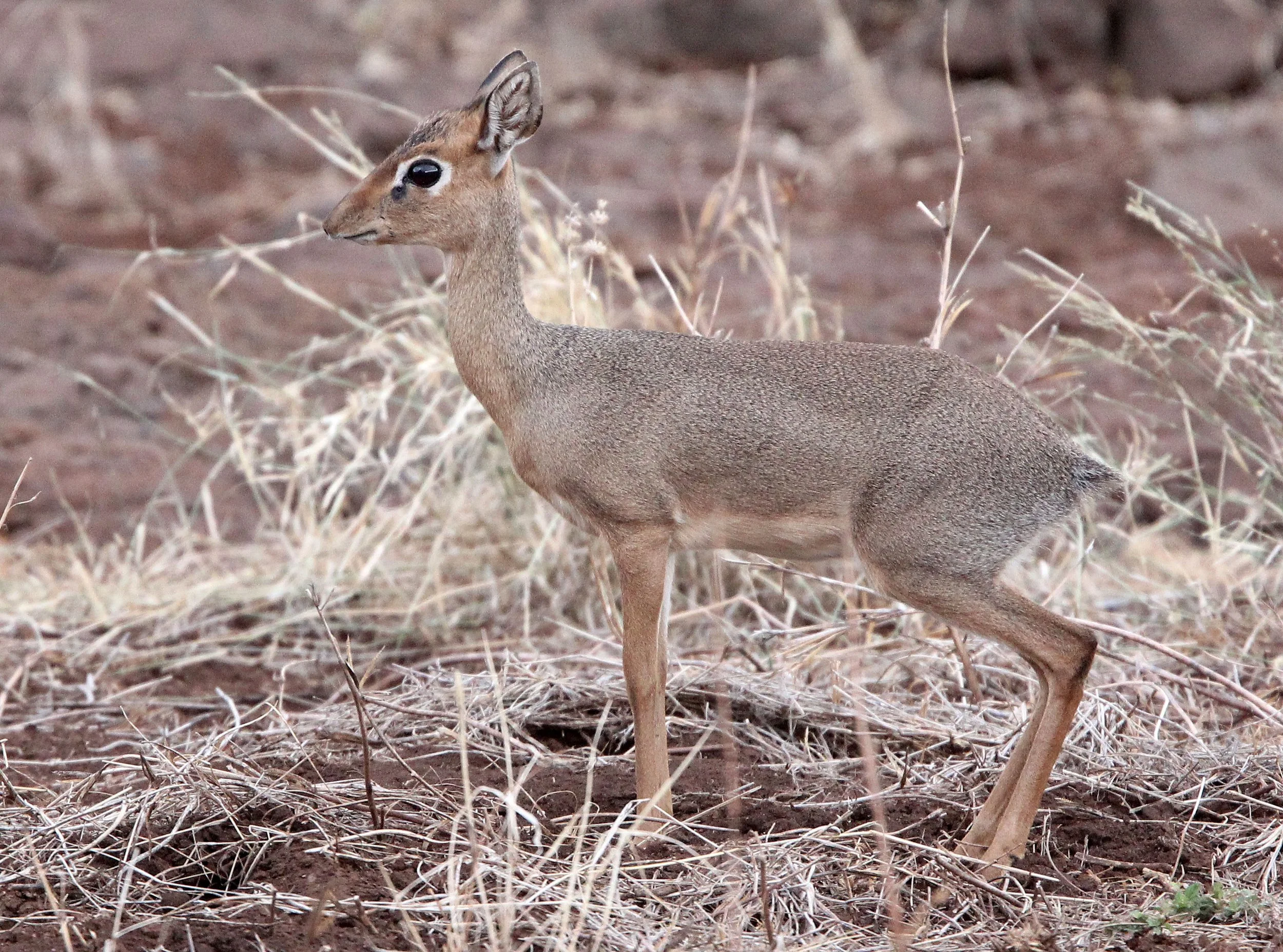 Genus Madoqua Dik Diks — Coke Smith Wildlife
