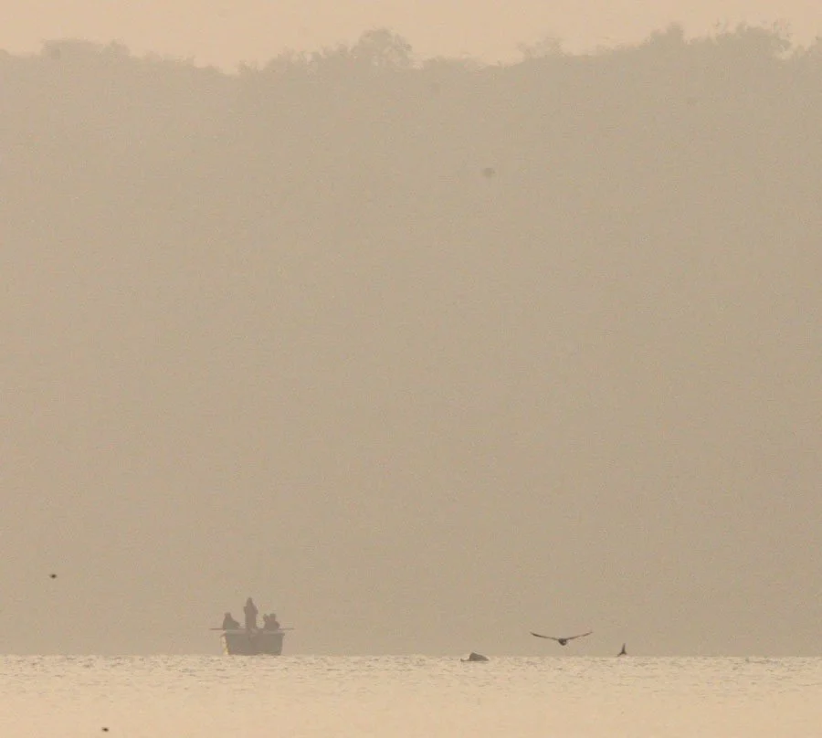 Platanista gangetica Gangetic Dolphin — Coke Smith Wildlife