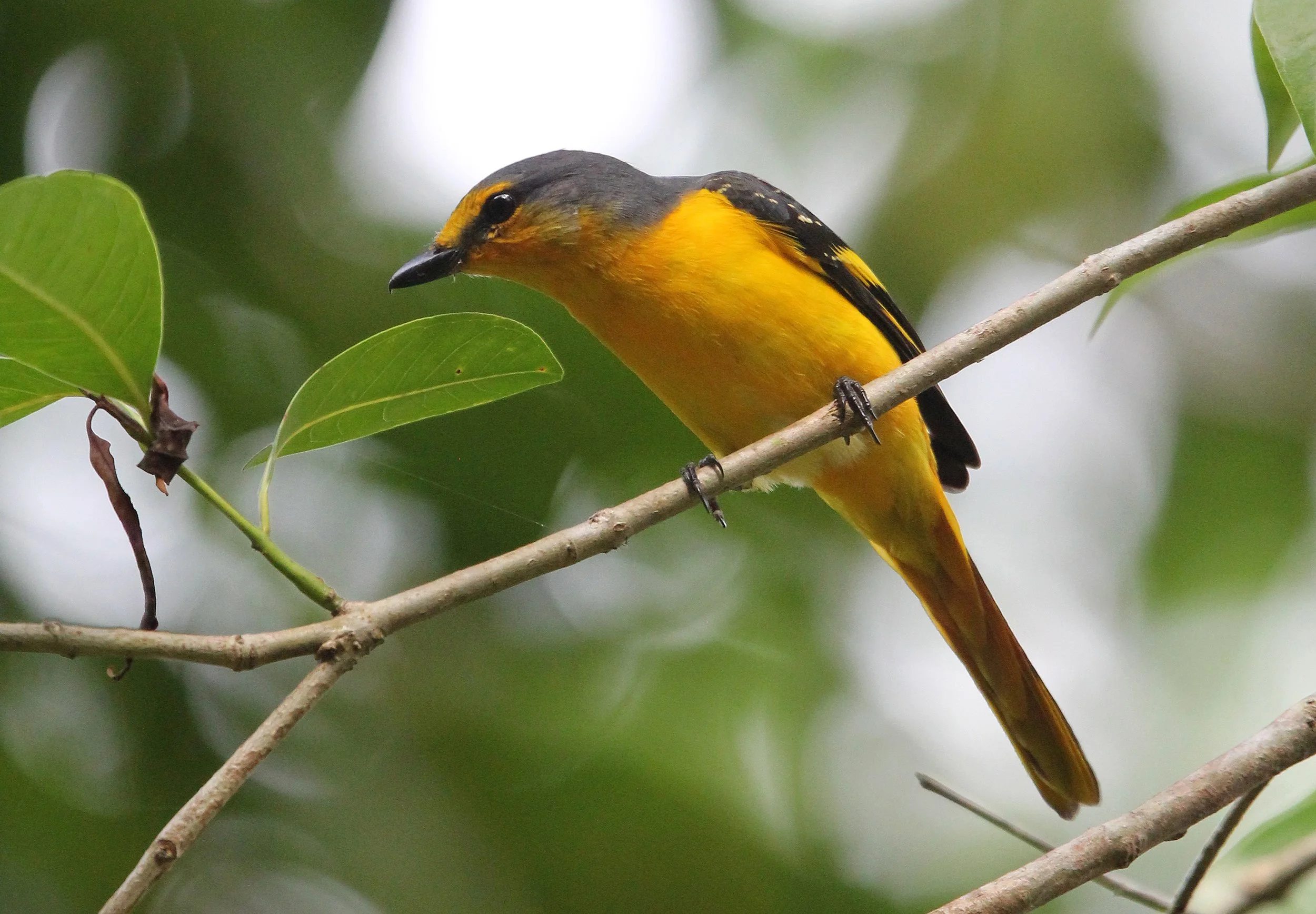 Orange Minivet (Pericrocotus flammeus) Kitulgala National Forest ...