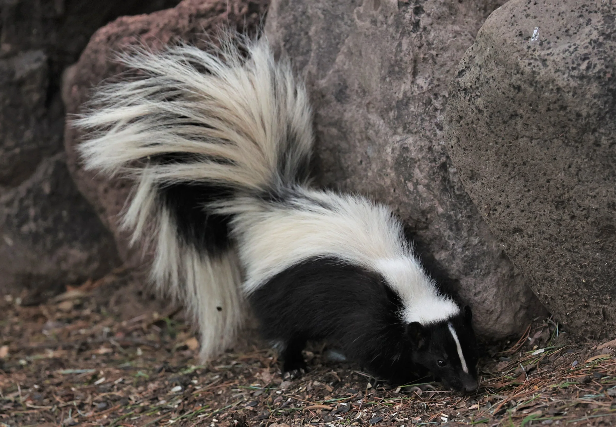 Genus Mephitis Skunks — Coke Smith Wildlife