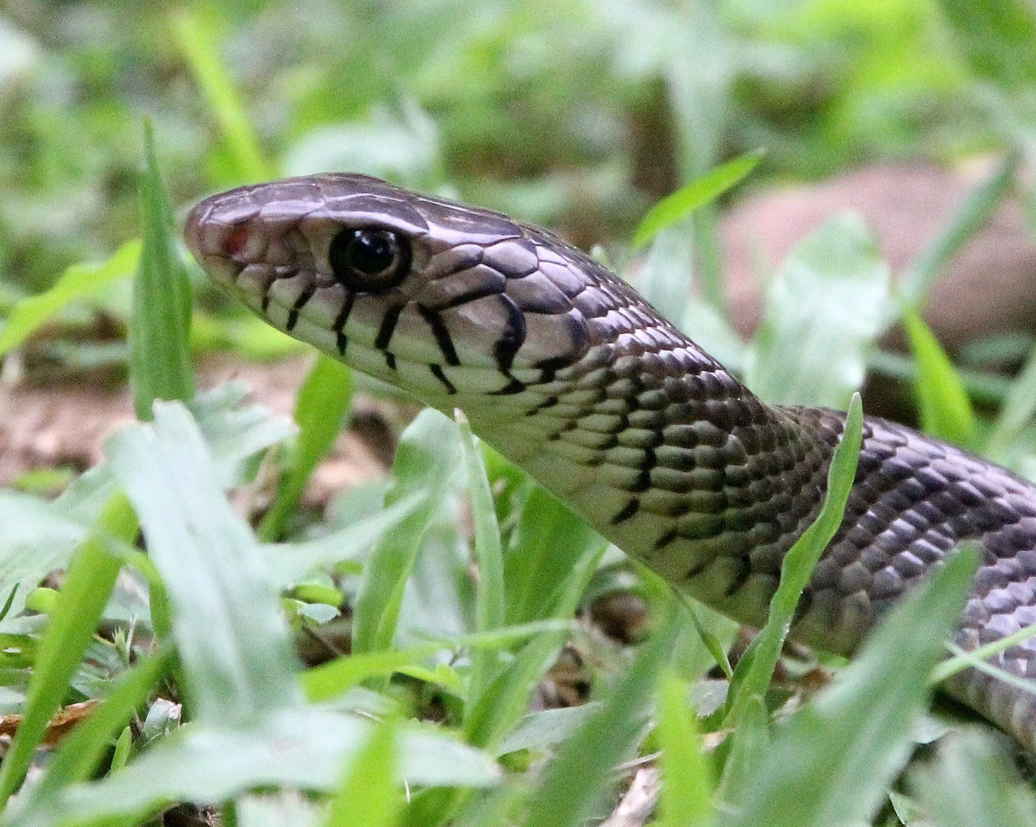 Order Squamata - Snakes — Coke Smith Wildlife