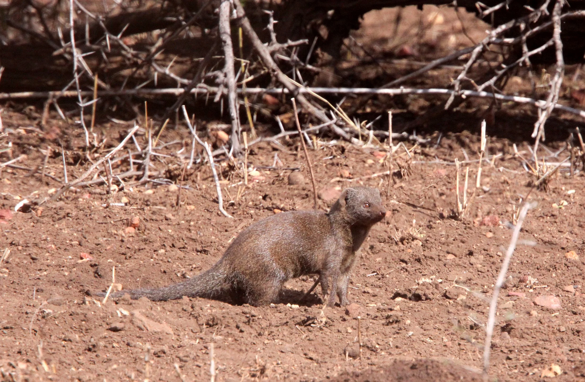 Helogale parvula - Common Dwarf Mongoose — Coke Smith Wildlife