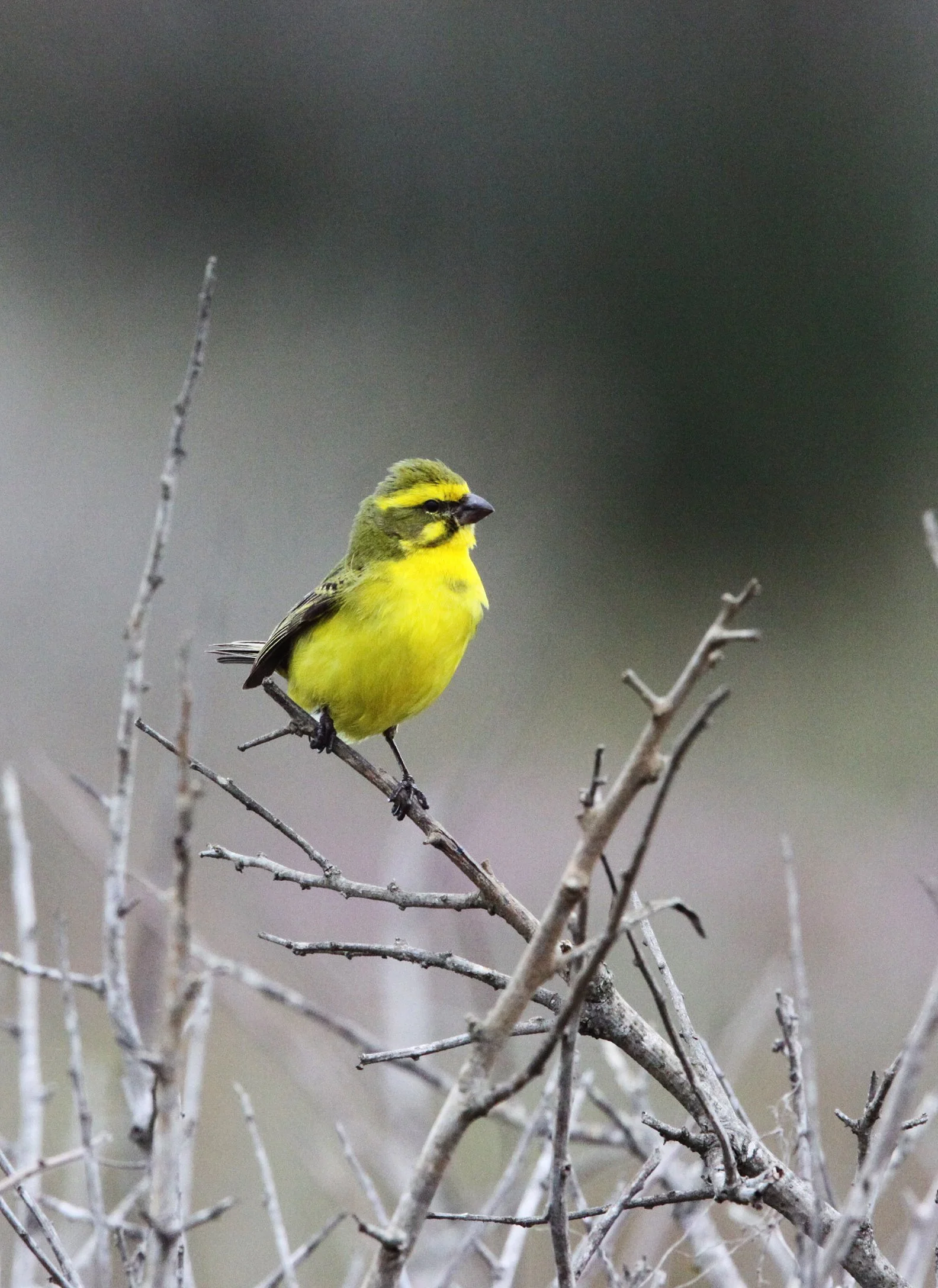 Genus Crithagra Central & Southern Africa — Coke Smith Wildlife