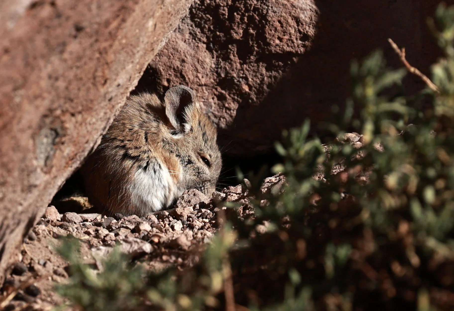 Bolivian Big-eared Mouse (Auliscomys boliviensis) — Coke Smith Wildlife