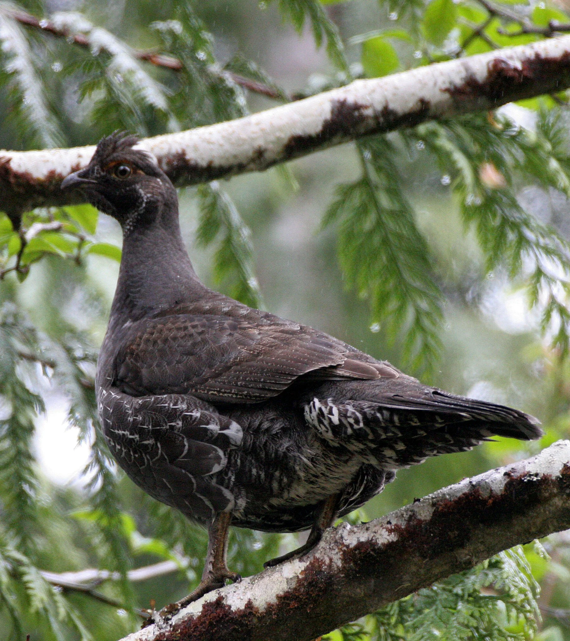 Genus Bonasa Grouse — Coke Smith Wildlife
