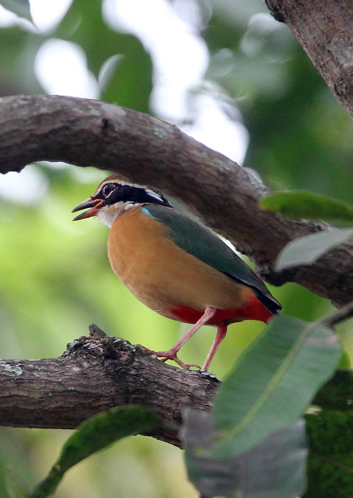 Indian pitta (Pitta brachyura) Sri Lanka — Coke Smith Wildlife