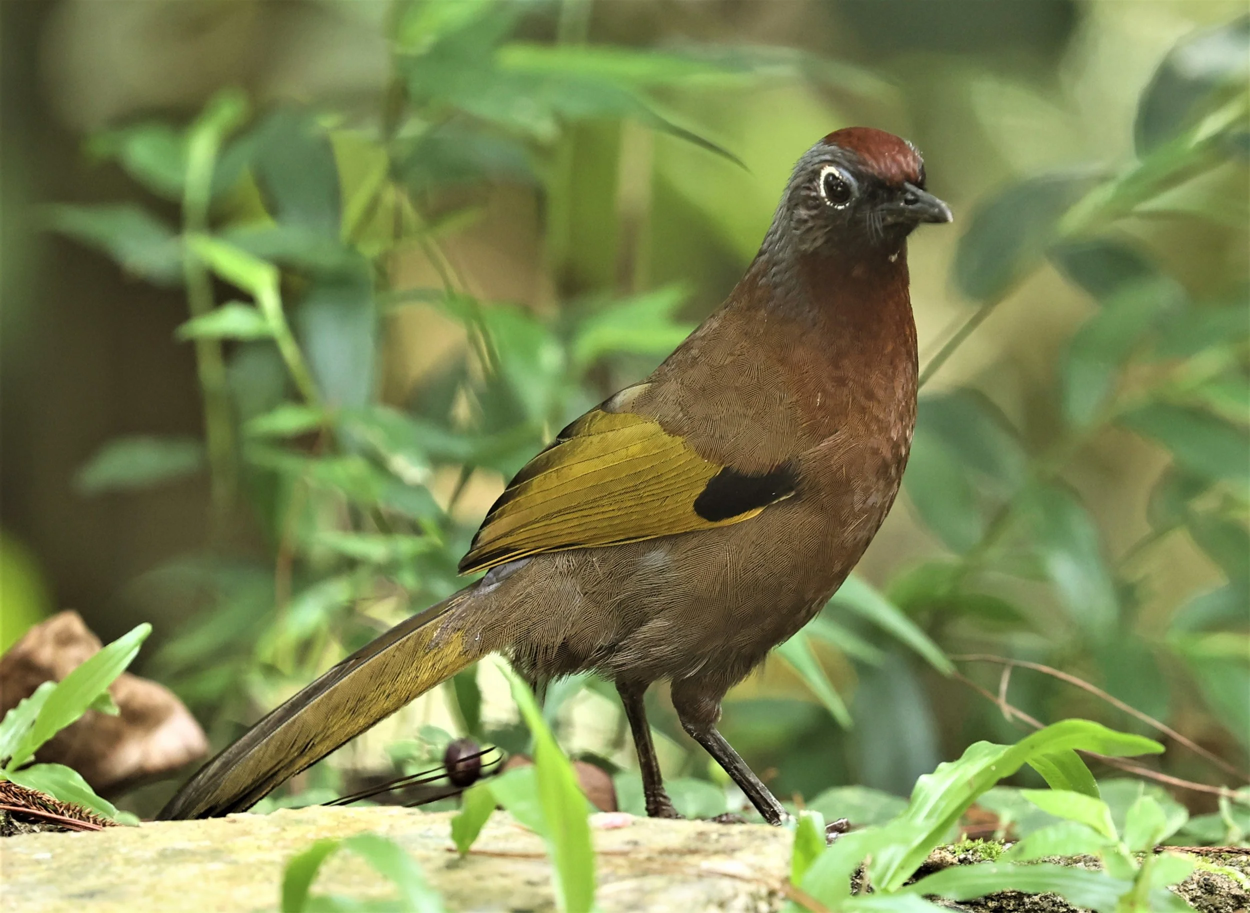 Malayan Laughingthrush (Trochalopteron peninsulae) Malaysia — Coke ...