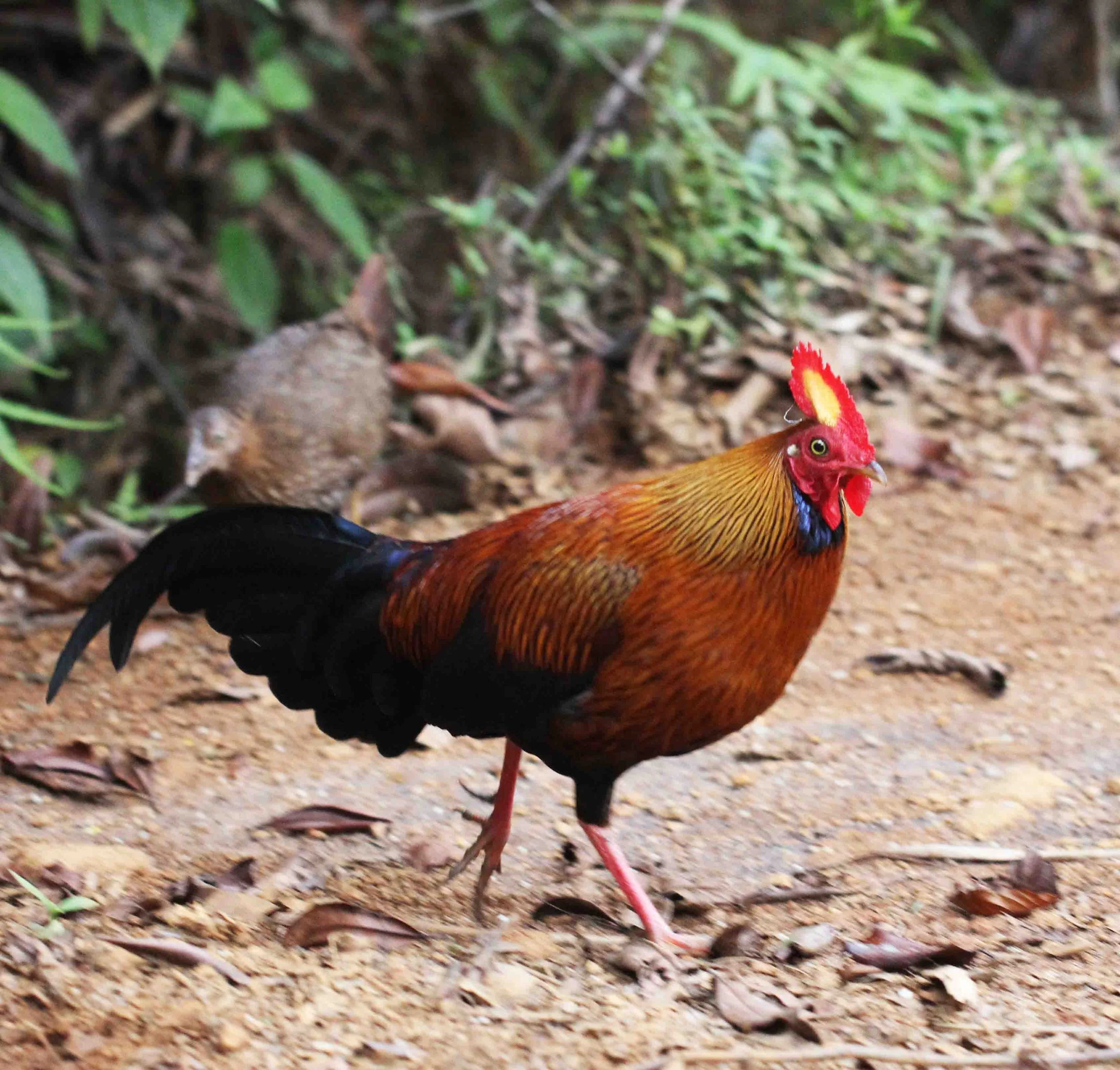 Genus Gallus, Jungle Fowl — Coke Smith Wildlife