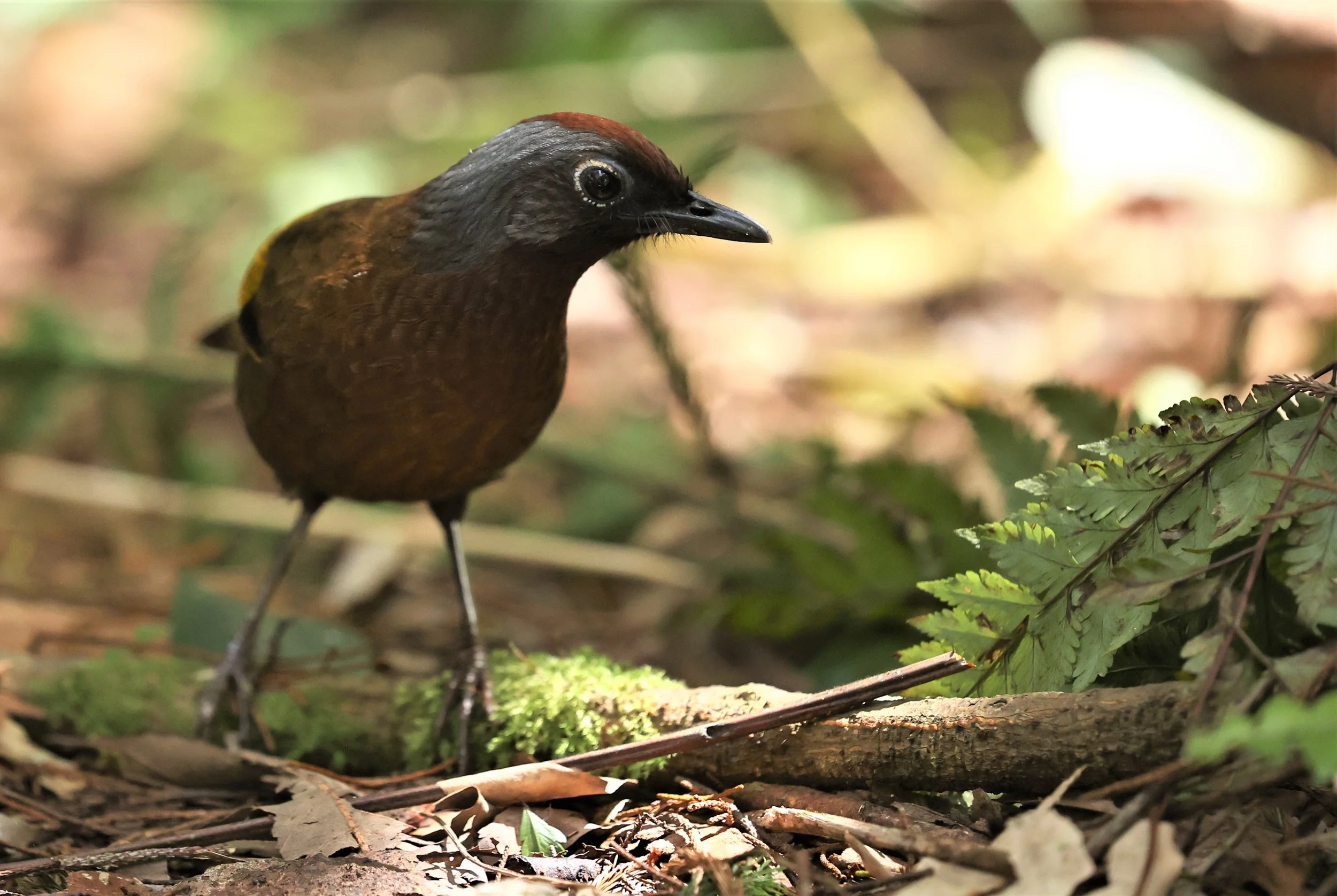 Malayan Laughingthrush (Trochalopteron peninsulae) Malaysia — Coke ...