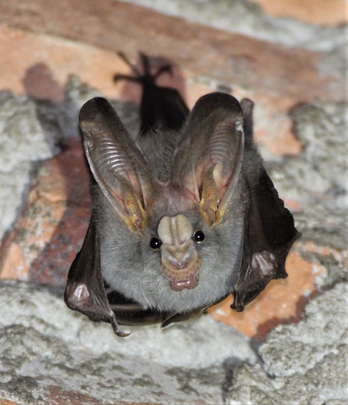 Genus Megaderma - False Vampire Bat — Coke Smith Wildlife