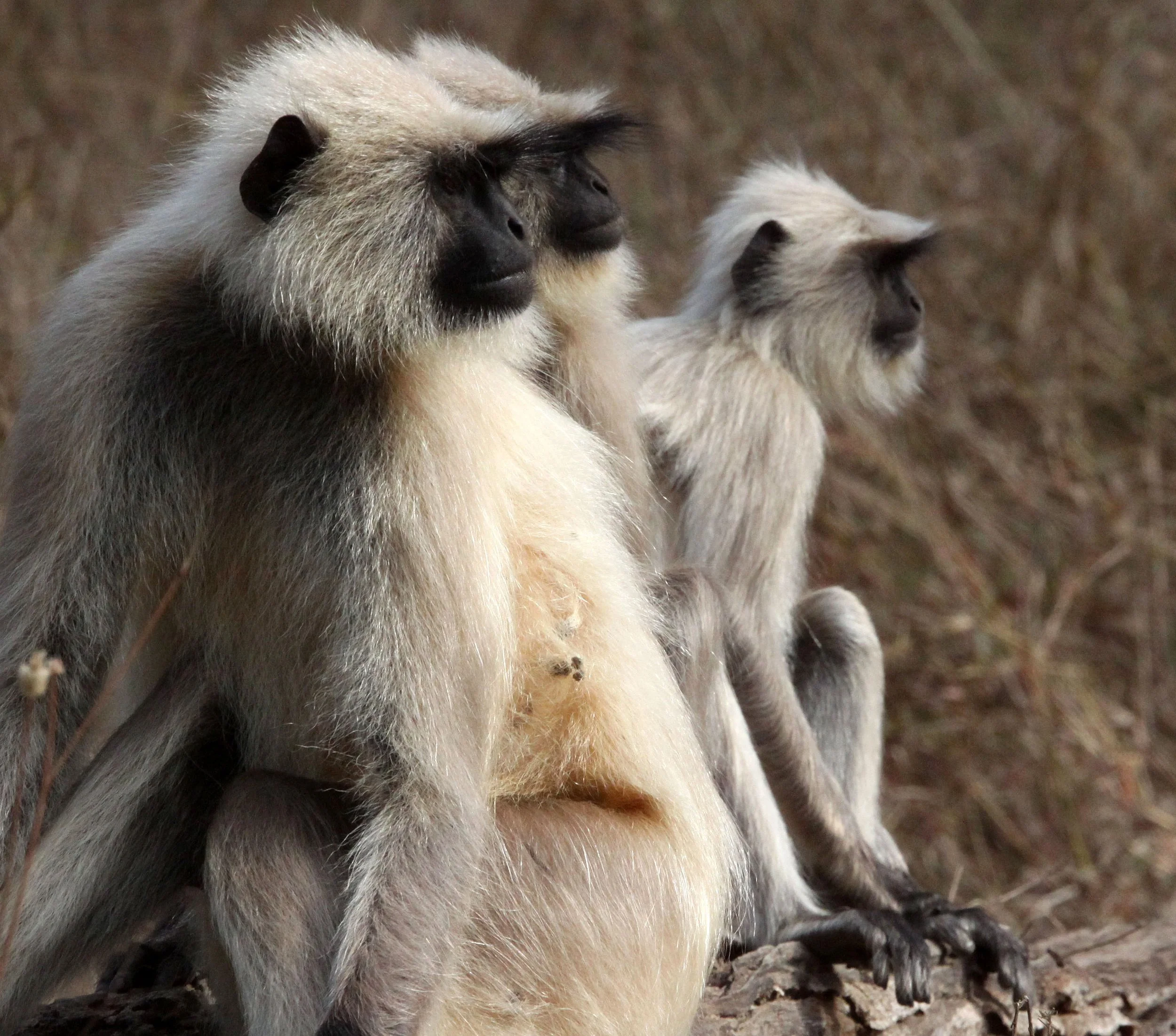 Semnopithecus entellus - Bengal Plains (Hanuman or Sacred) Langur ...