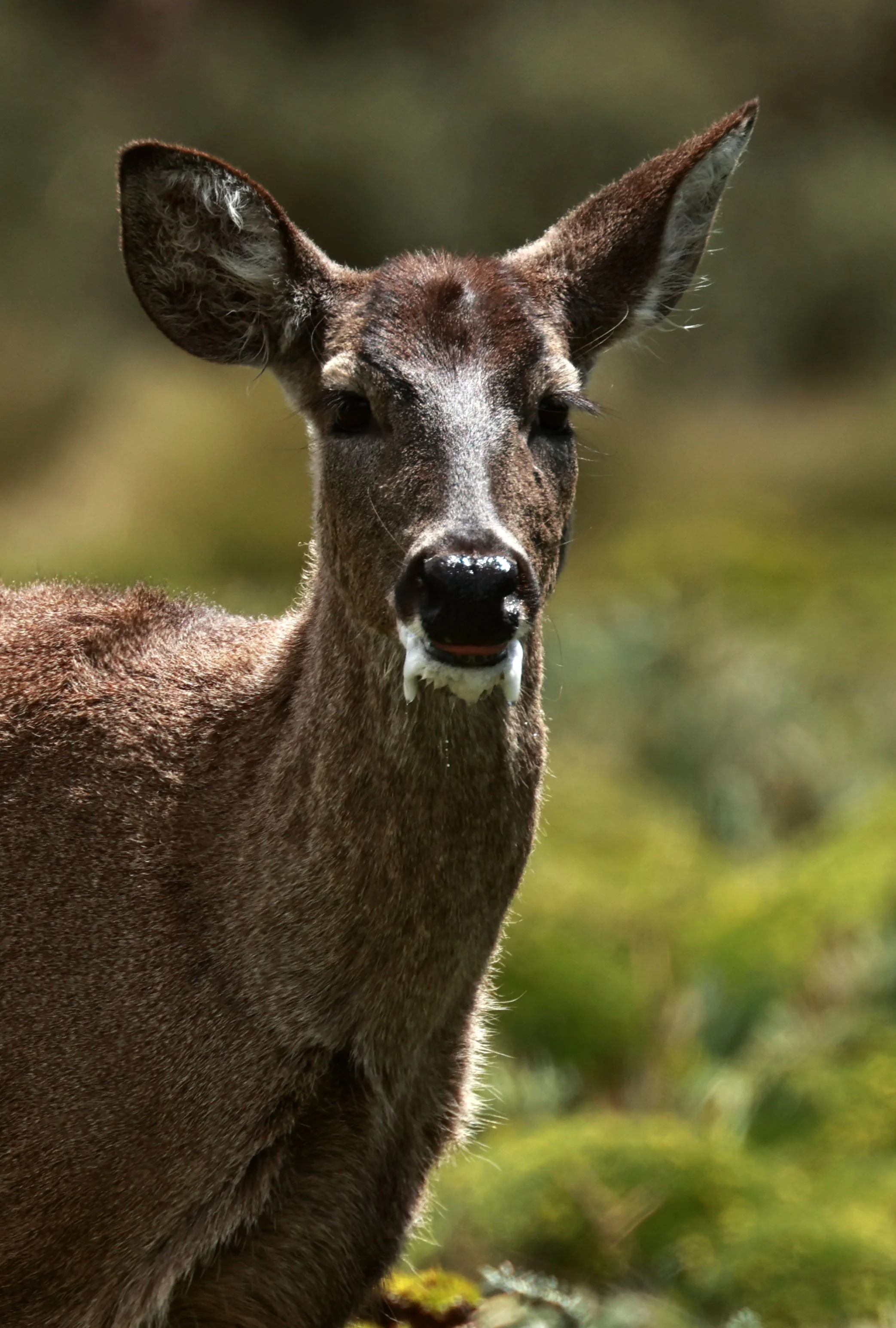 White-tailed Deer (Odocoileus virginianus) — Coke Smith Wildlife