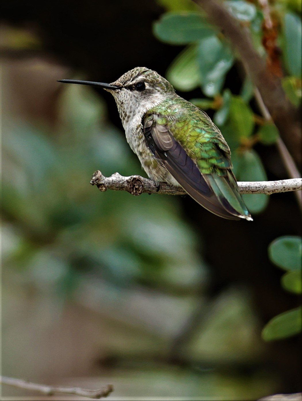 Genus Selasphorus Broad-tailed & Rufous Hummingbird — Coke Smith Wildlife