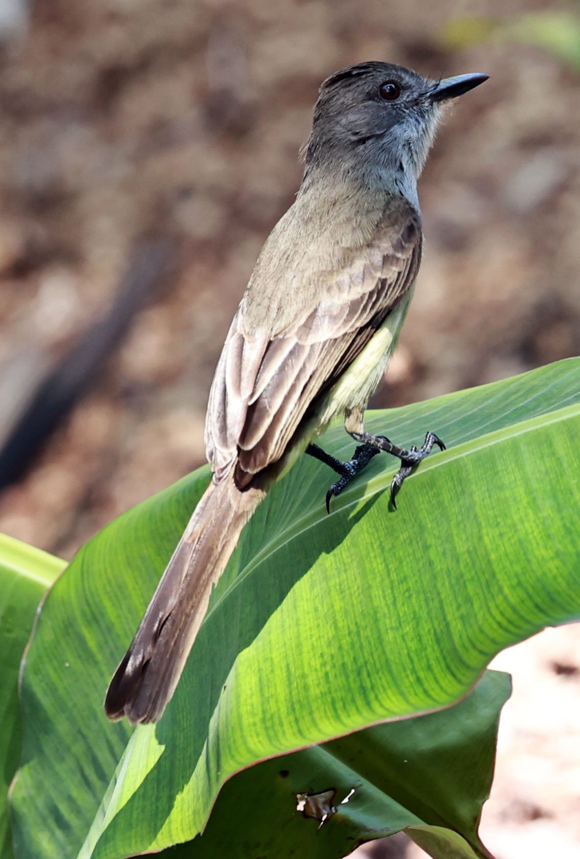 Birds of Manaus & Rio Ariau & Rio Negro, Brazil — Coke Smith Wildlife