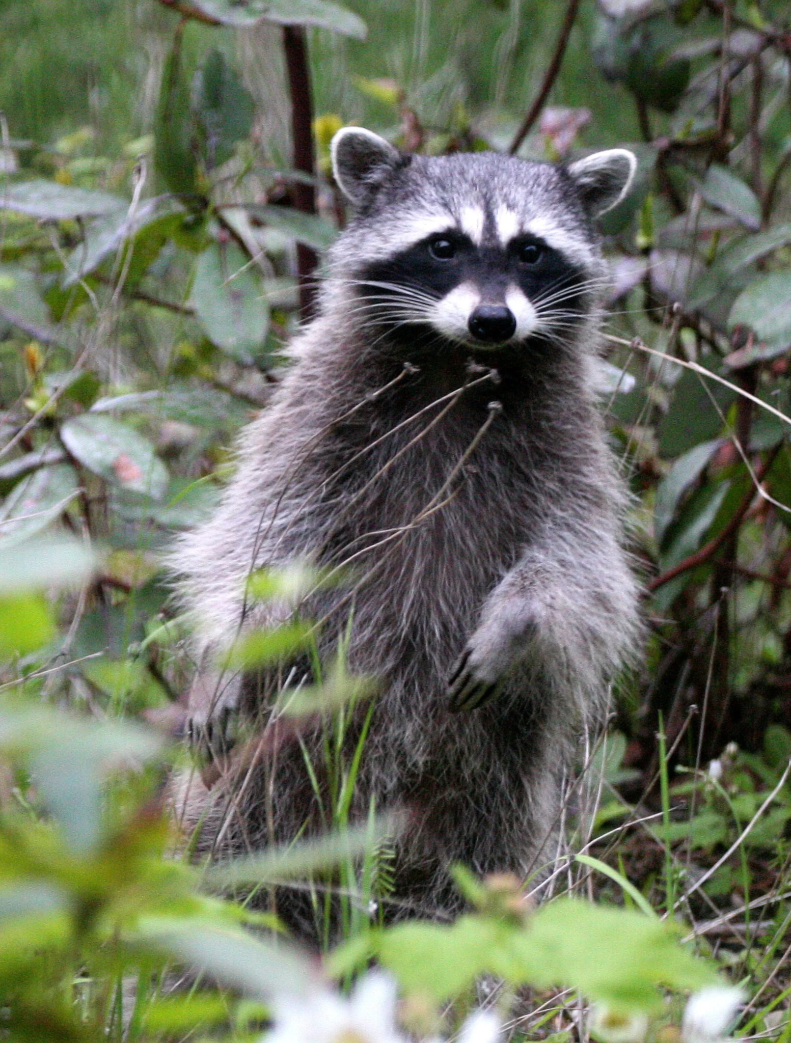 Procyon lotor Raccoons — Coke Smith Wildlife
