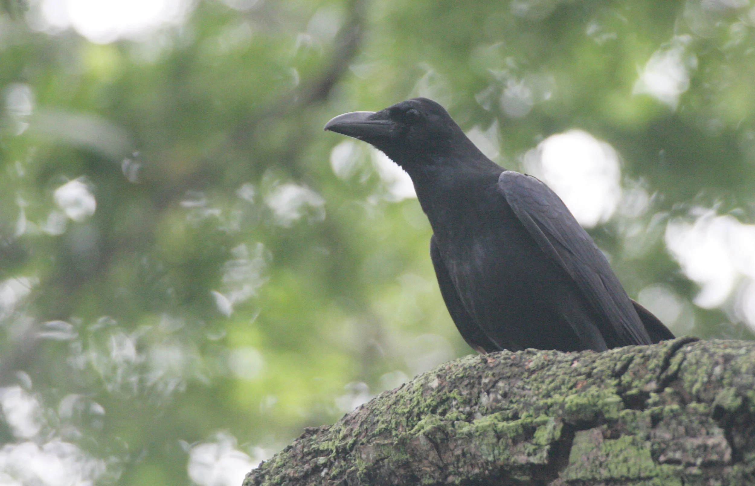 Large-billed Crow (Corvus macrorhynchos) Thailand, China, Japan — Coke ...