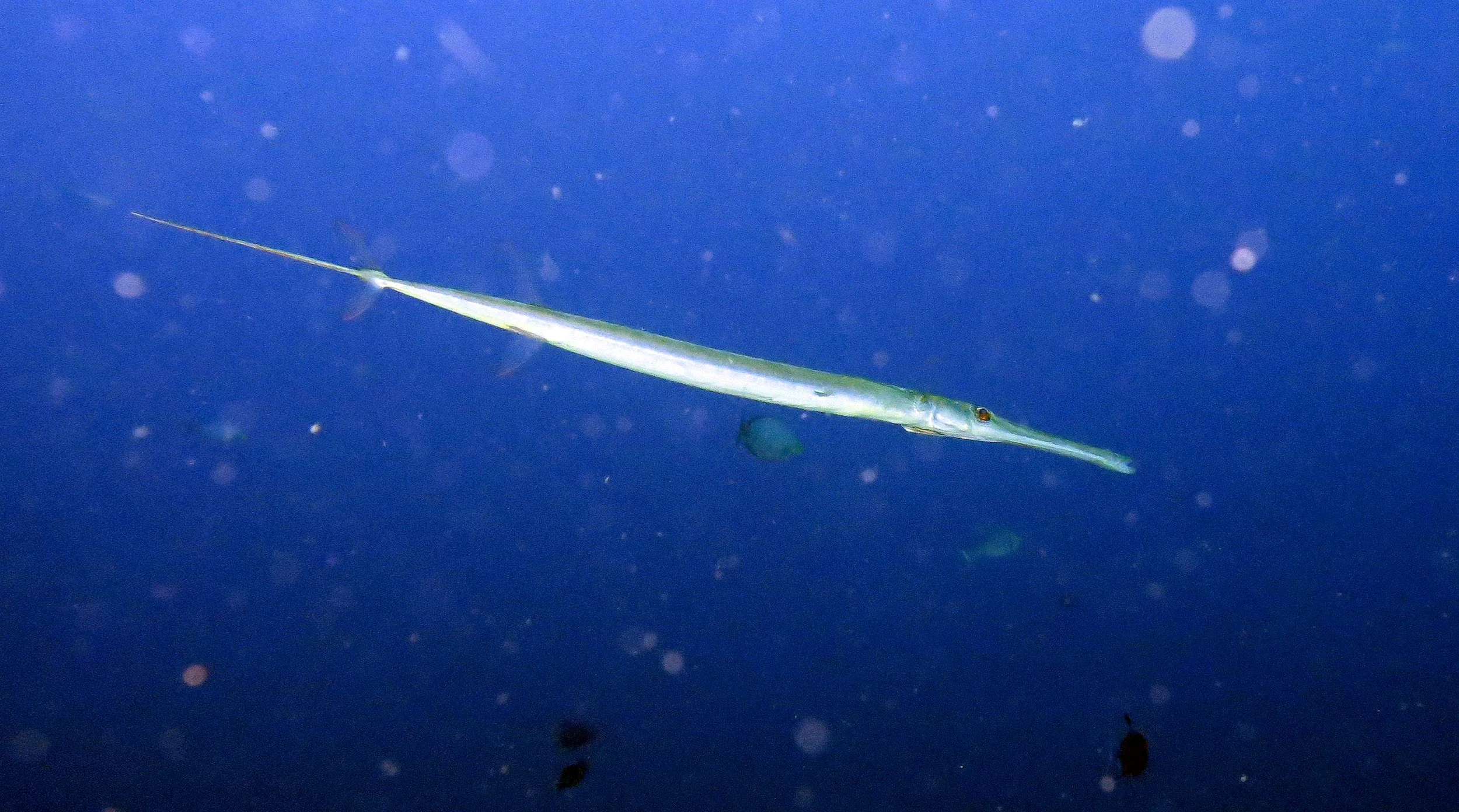 Family Echeneidae (Suckerfish) & Family Fistulariidae (Cornetfish ...