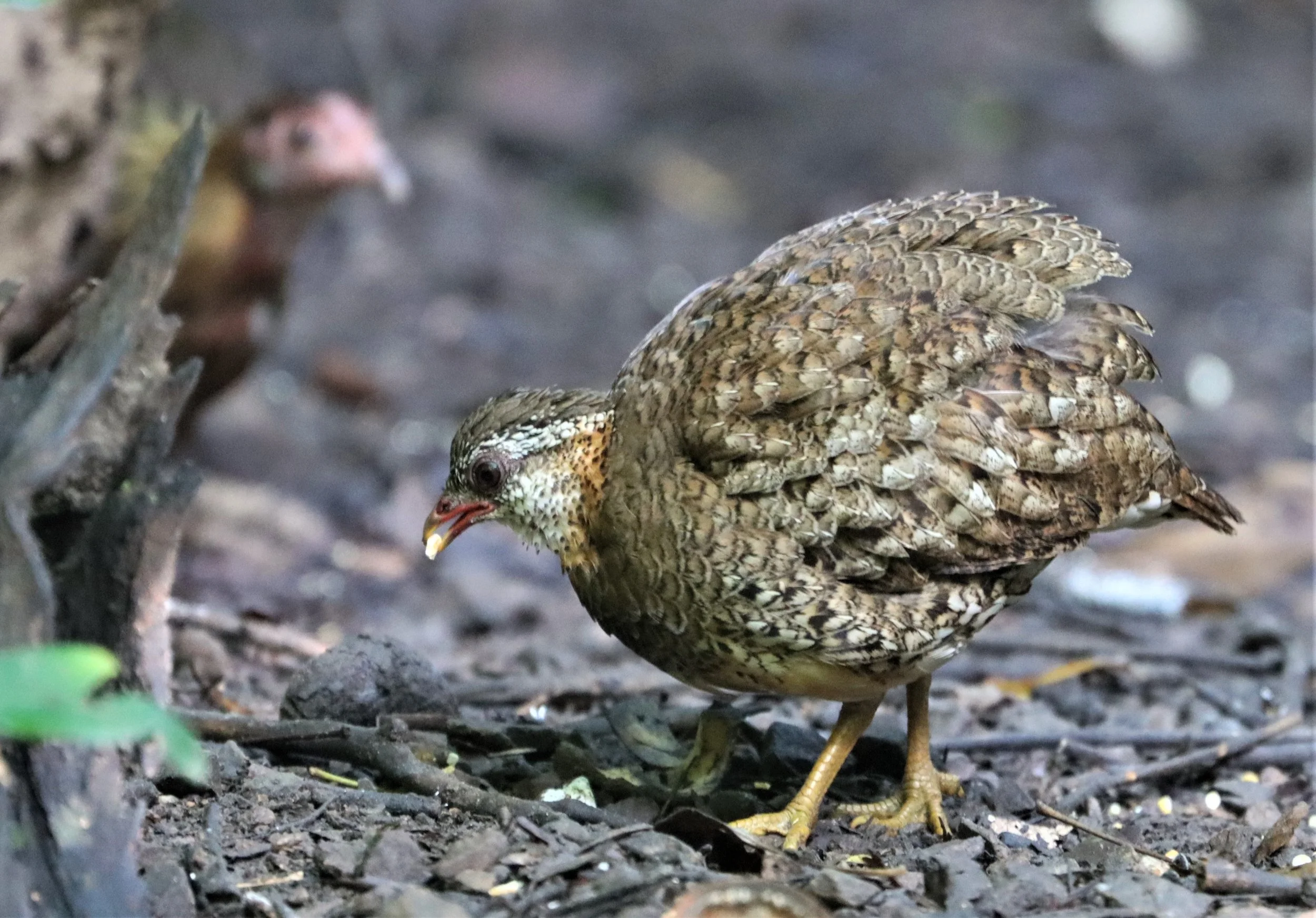 Green-legged Partridge (Tropicoperdix chloropus — Coke Smith Wildlife