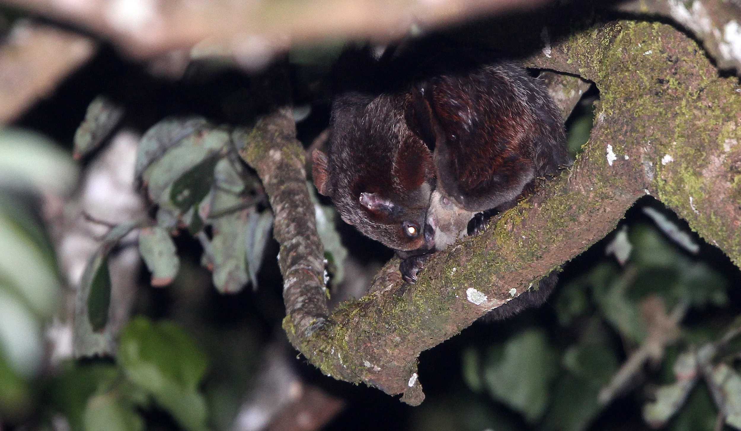 Petaurista philippensis - Indian Giant Flying Squirrel — Coke Smith ...