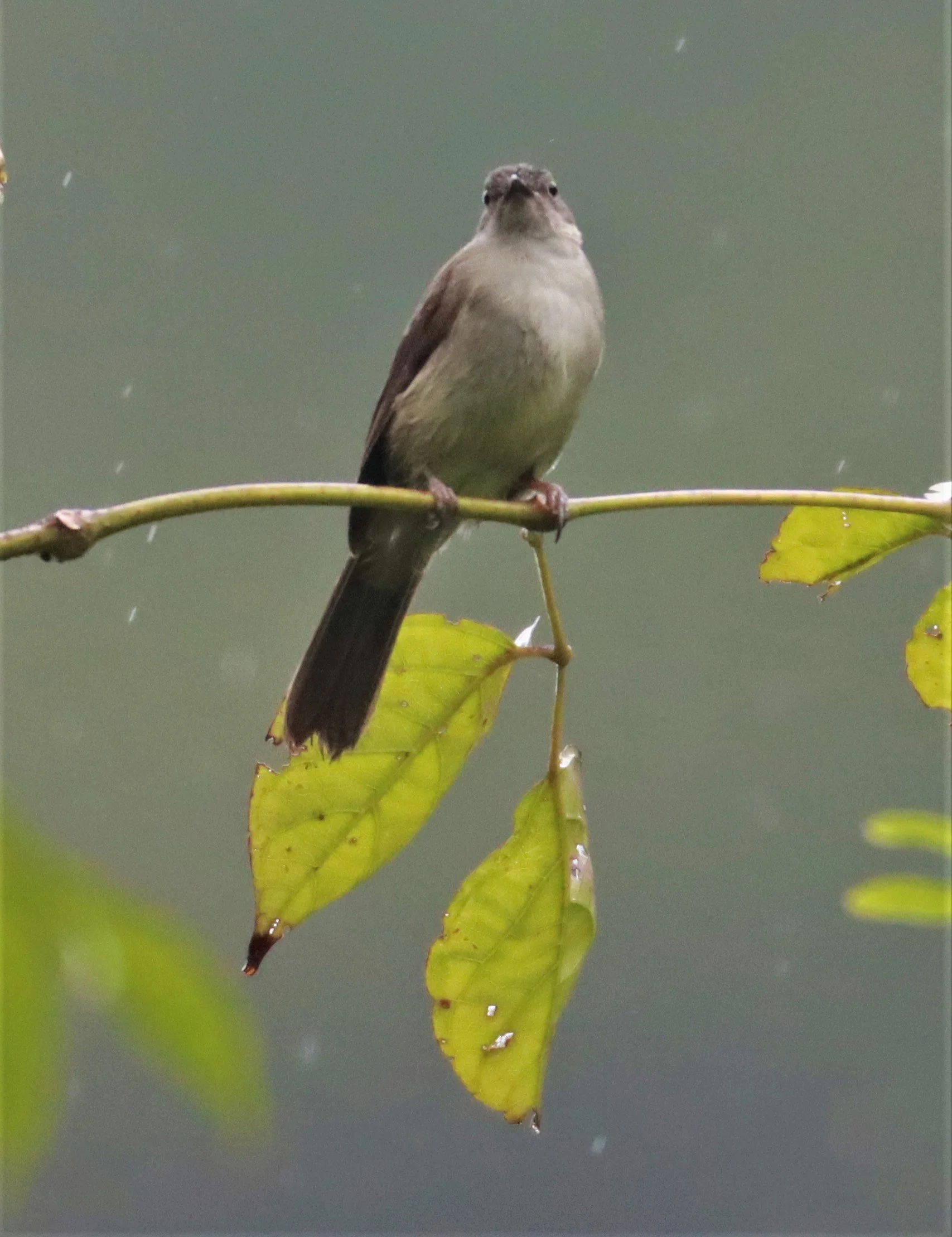 Red-eyed Bulbul (Pycnonotus brunneus) Southern Thailand — Coke Smith ...