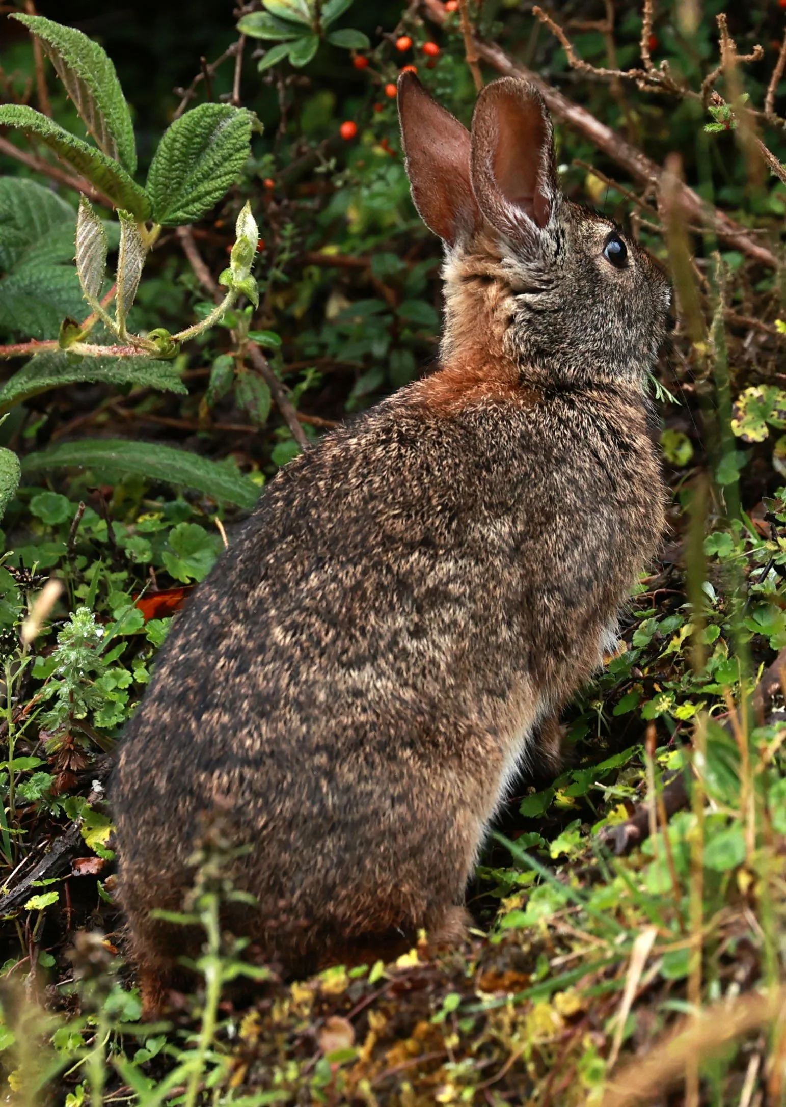 Genus Sylvilagus - Common & Andean Tapeti — Coke Smith Wildlife