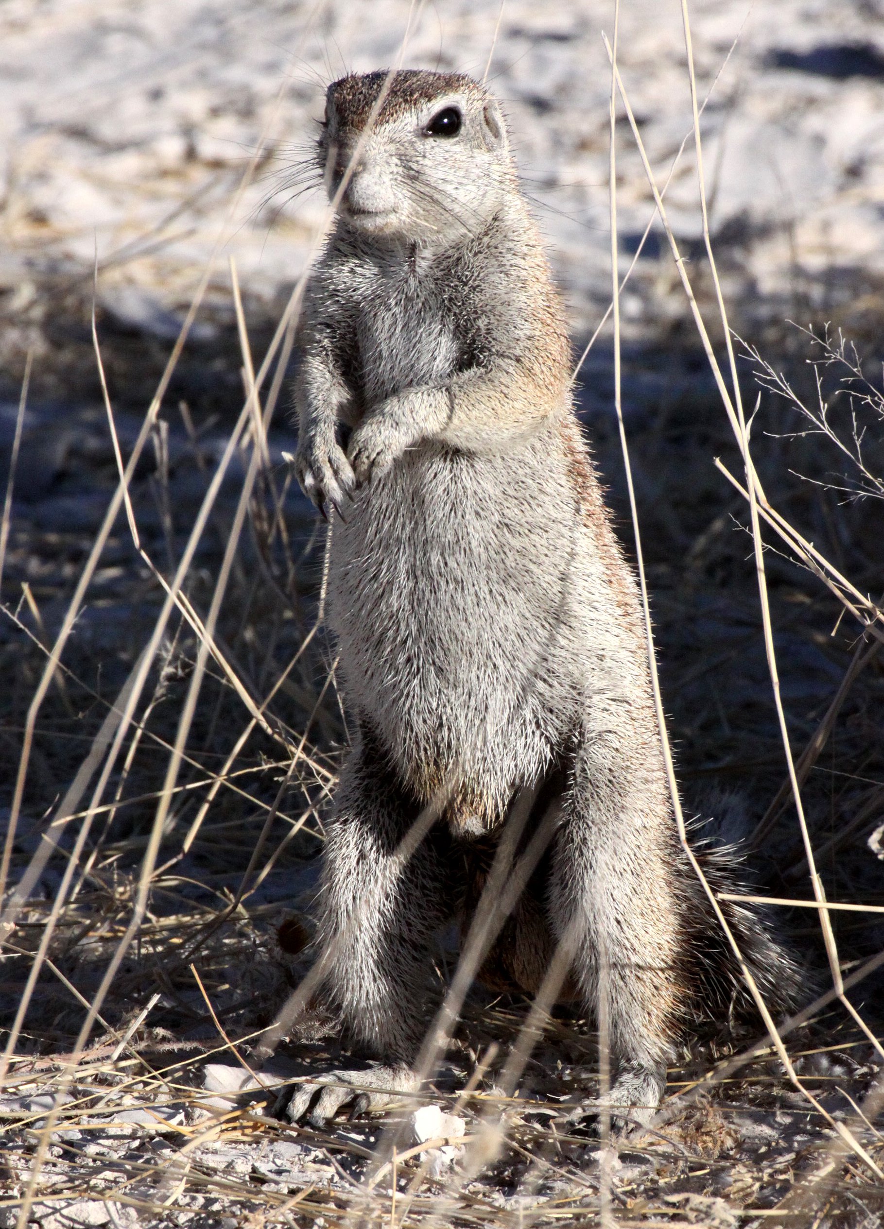 Genus Xerus, Euxerus, Geosciurus - African Ground Squirrels — Coke ...