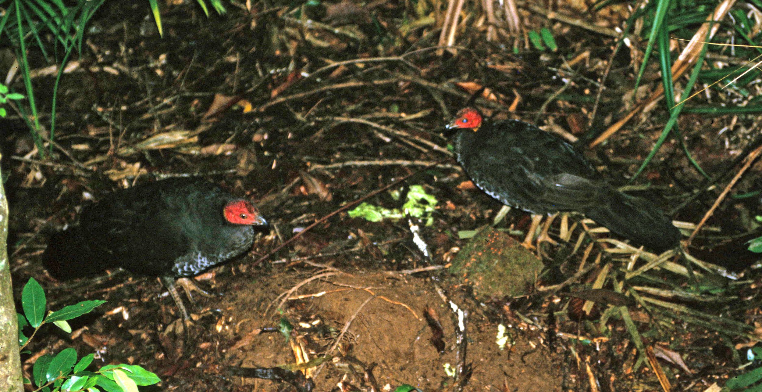 Family Megapodiidae — Coke Smith Wildlife