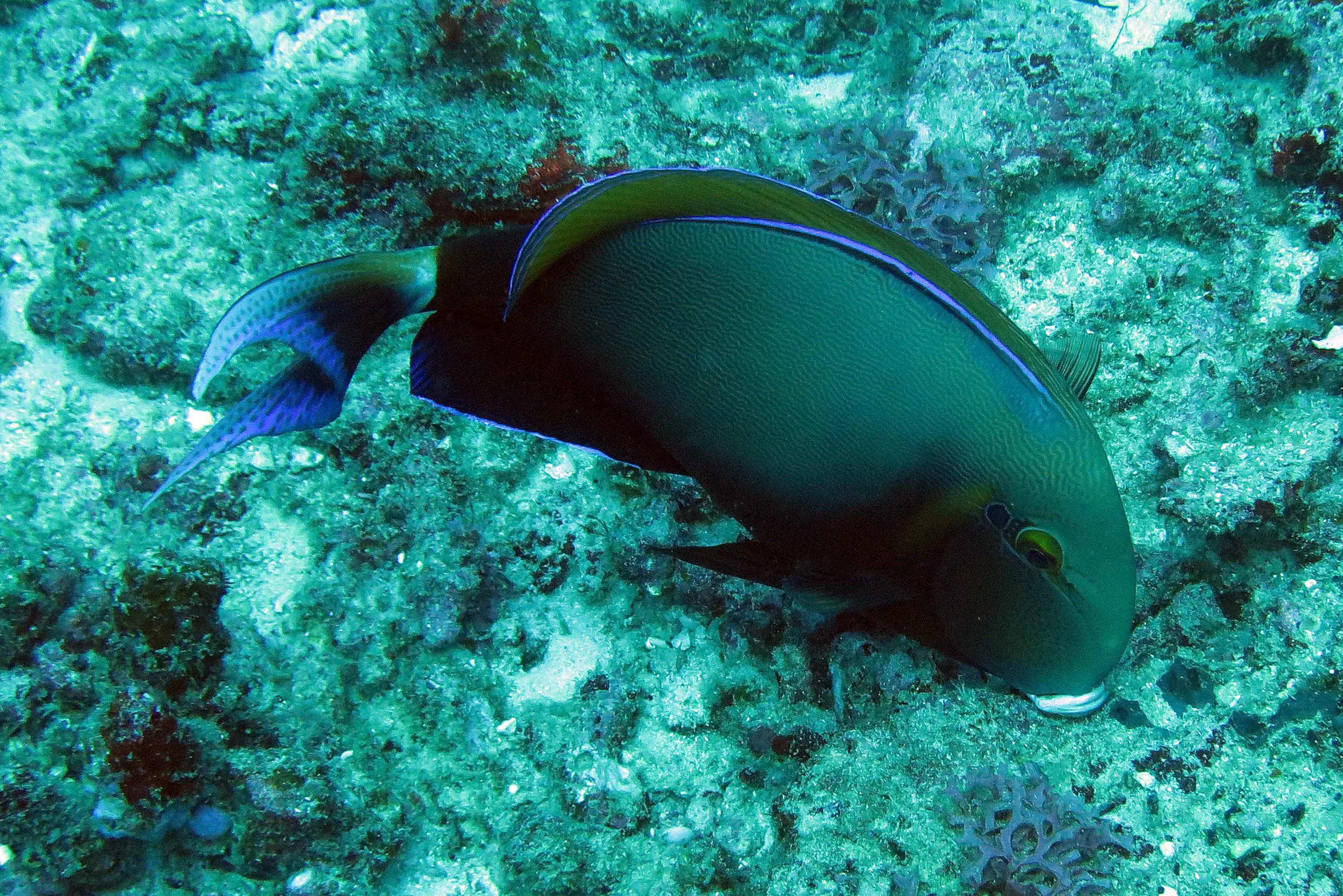 Family Acanthruidae - Surgeonfish, Tang & Unicornfish — Coke Smith Wildlife