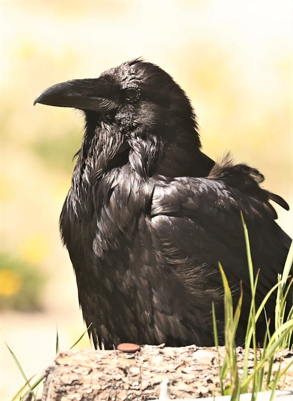 Genus Corvus Raven Species — Coke Smith Wildlife