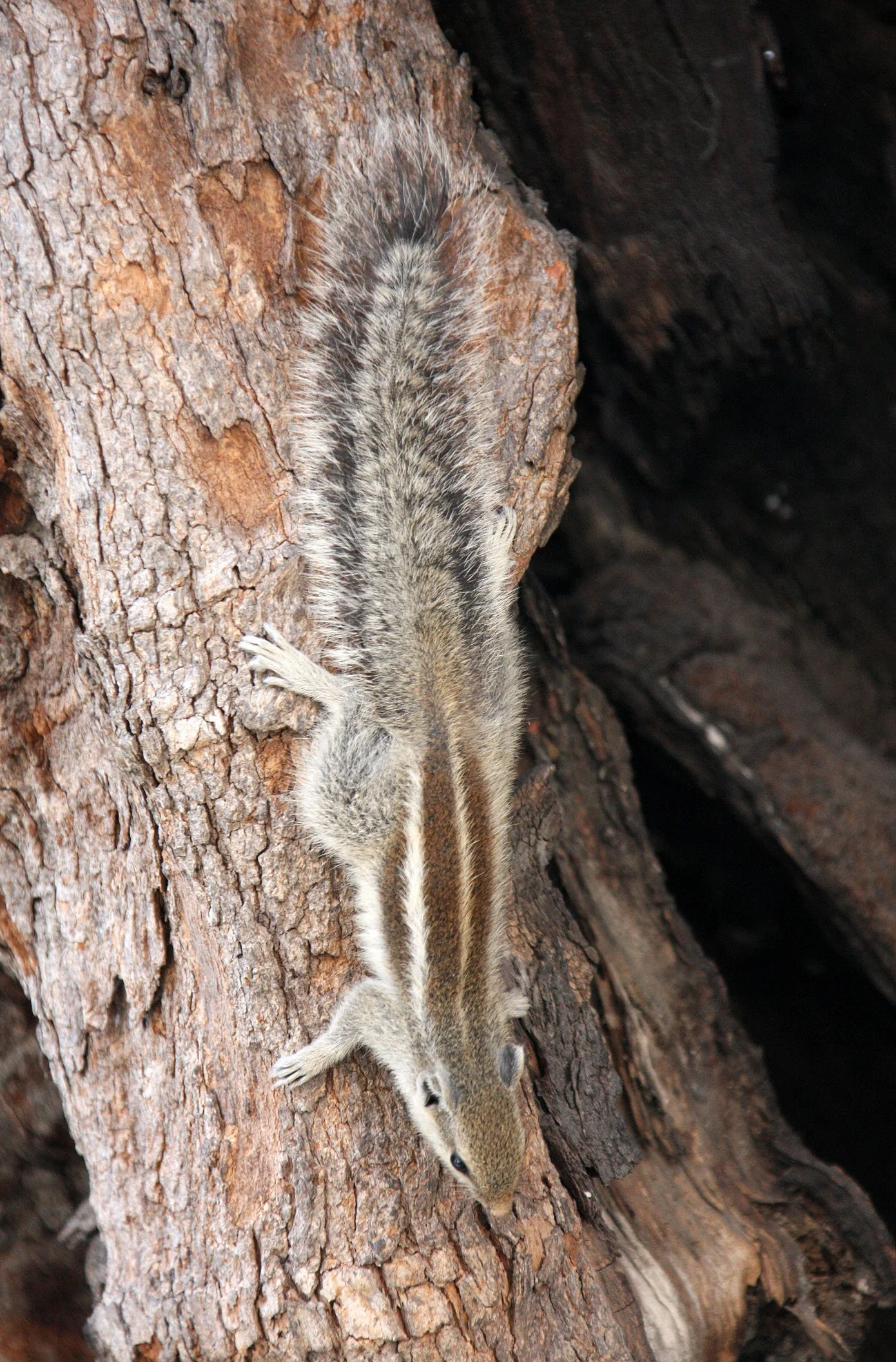 Genus Funambulus - Palm Squirrel — Coke Smith Wildlife