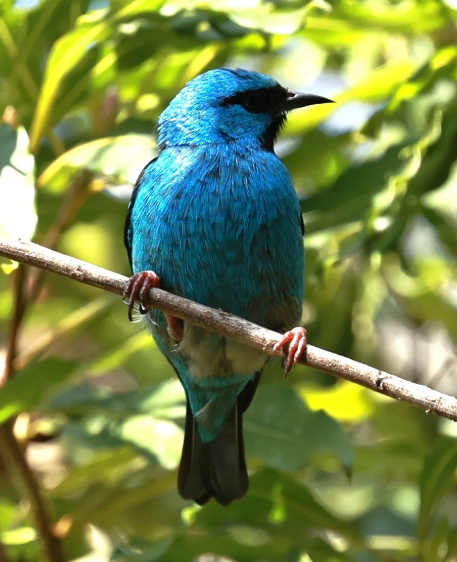 Birds of Caracas Seminary and Biological Reserve, Minas Gerais Brazil ...