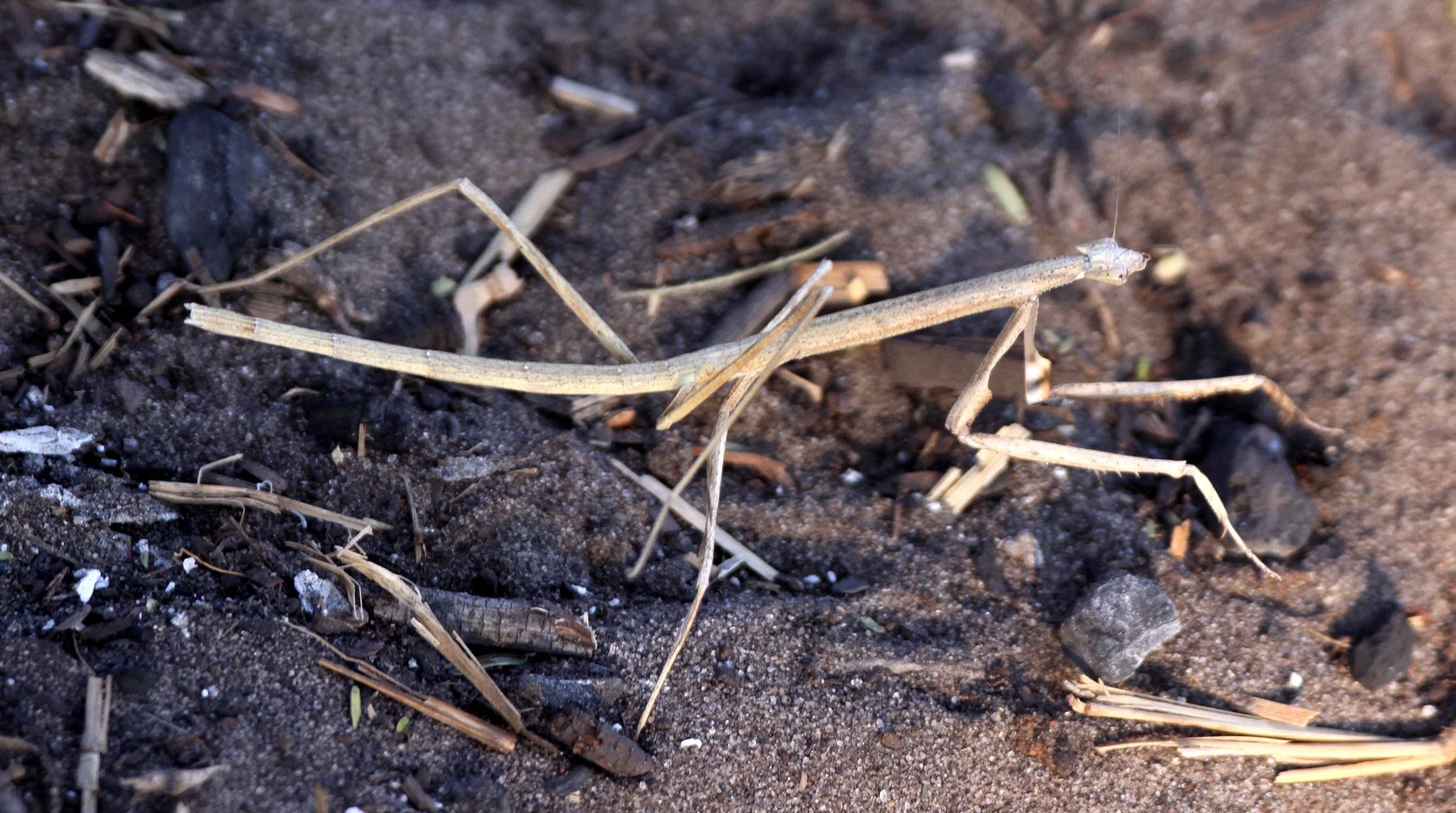 Order Phasmatodea - Walking Sticks — Coke Smith Wildlife