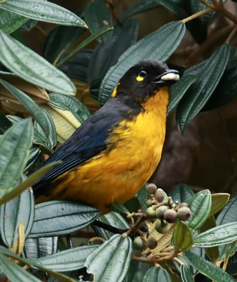Genus Anisognathus Tanagers — Coke Smith Wildlife