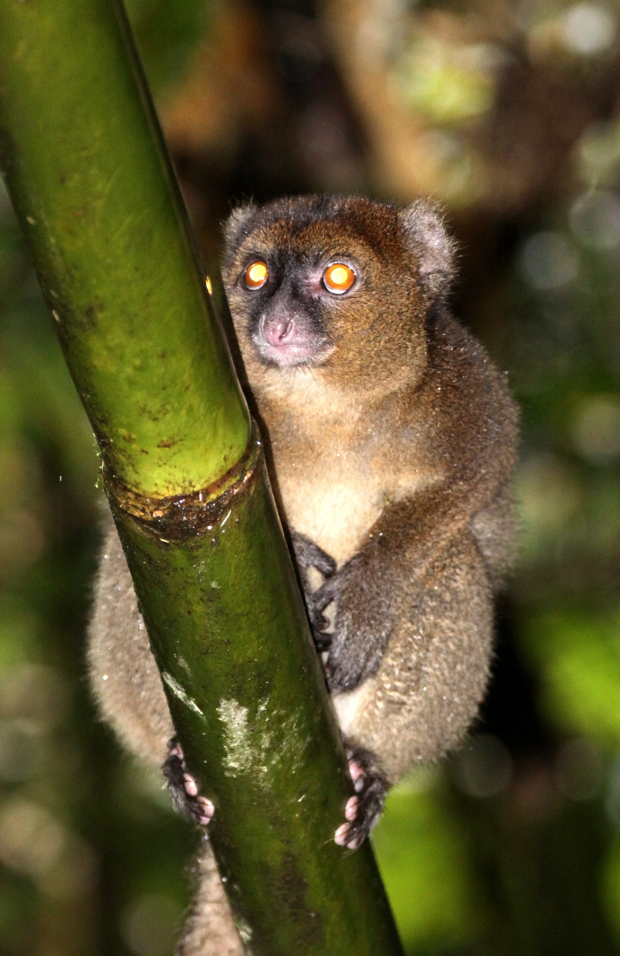 Prolemur simus Greater Bamboo Lemur — Coke Smith Wildlife