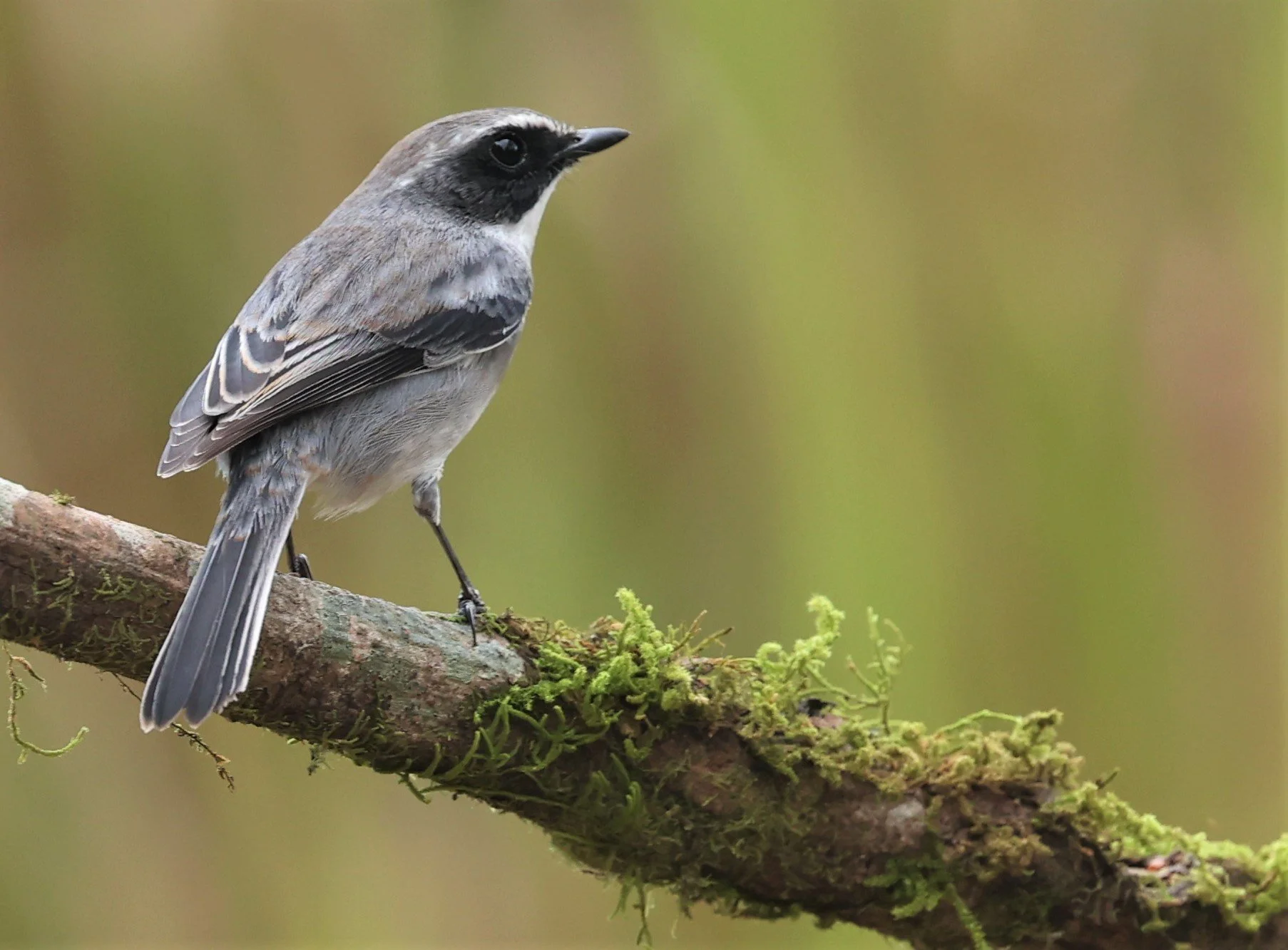 Grey Bush Chat (Saxicola ferreus) Thailand — Coke Smith Wildlife