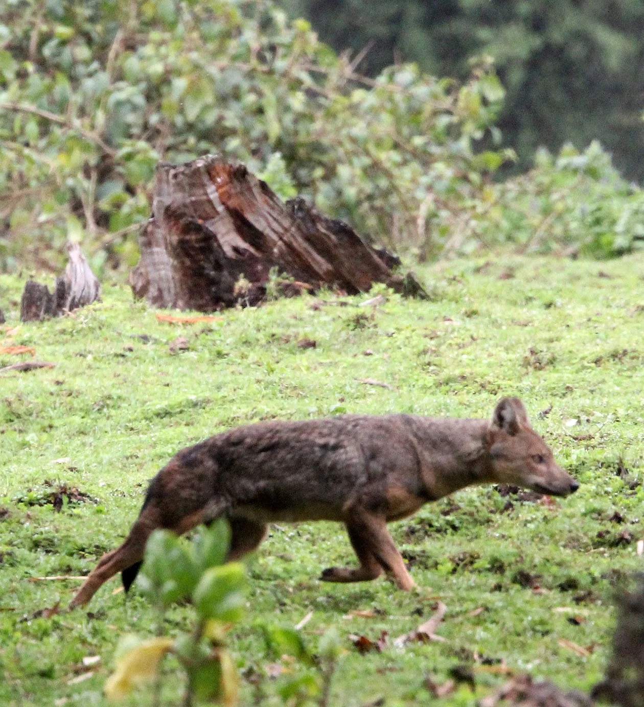 Genus Lupulella African Jackals — Coke Smith Wildlife