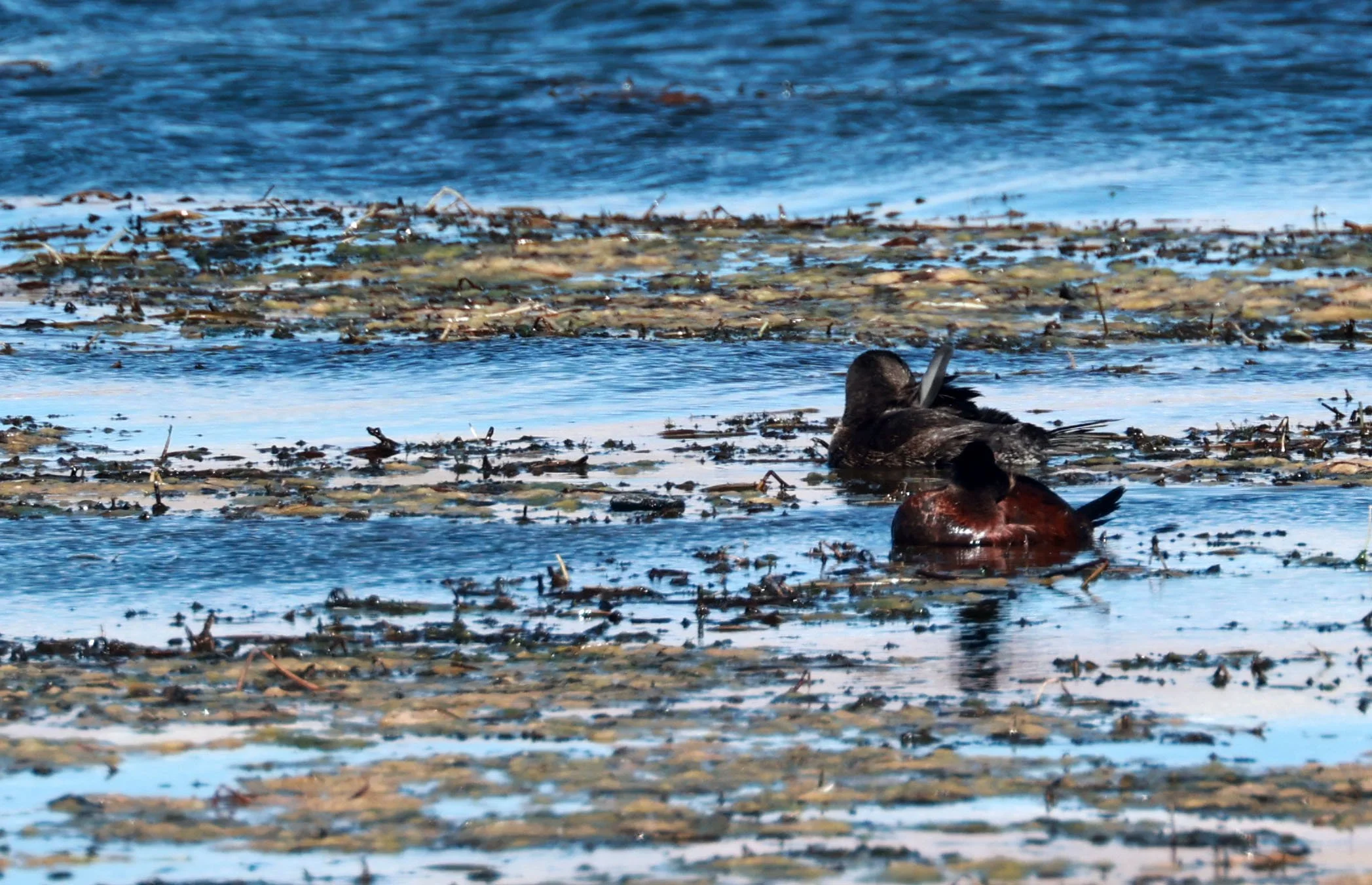 Birds of Lauca National Park, Chile — Coke Smith Wildlife