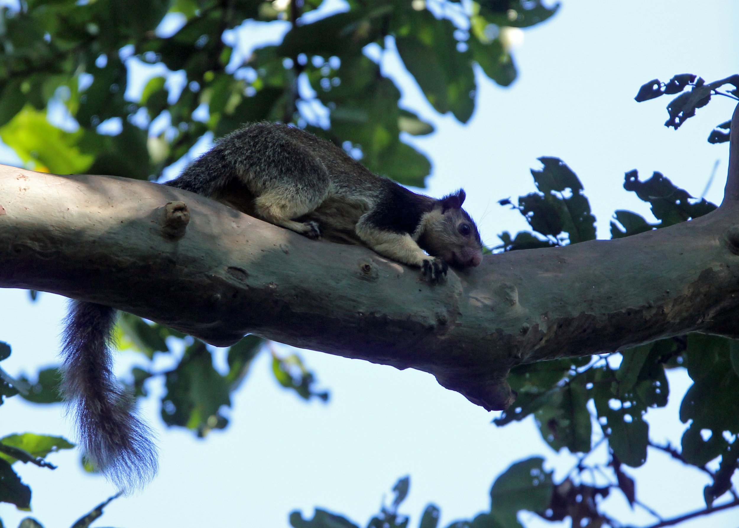 Ratufa macroura - Sri Lankan Giant Squirrel — Coke Smith Wildlife