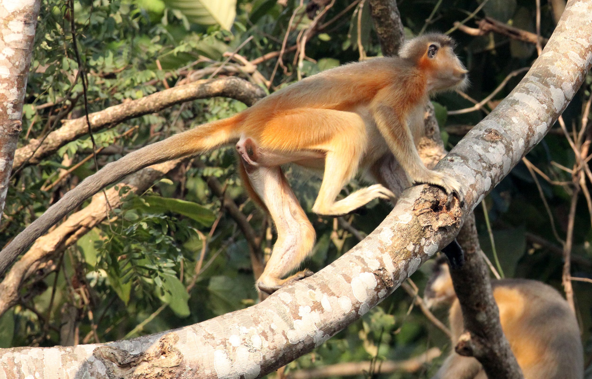 Trachypithecus pileatus tenebricus Tenebrous Capped Langur — Coke Smith ...